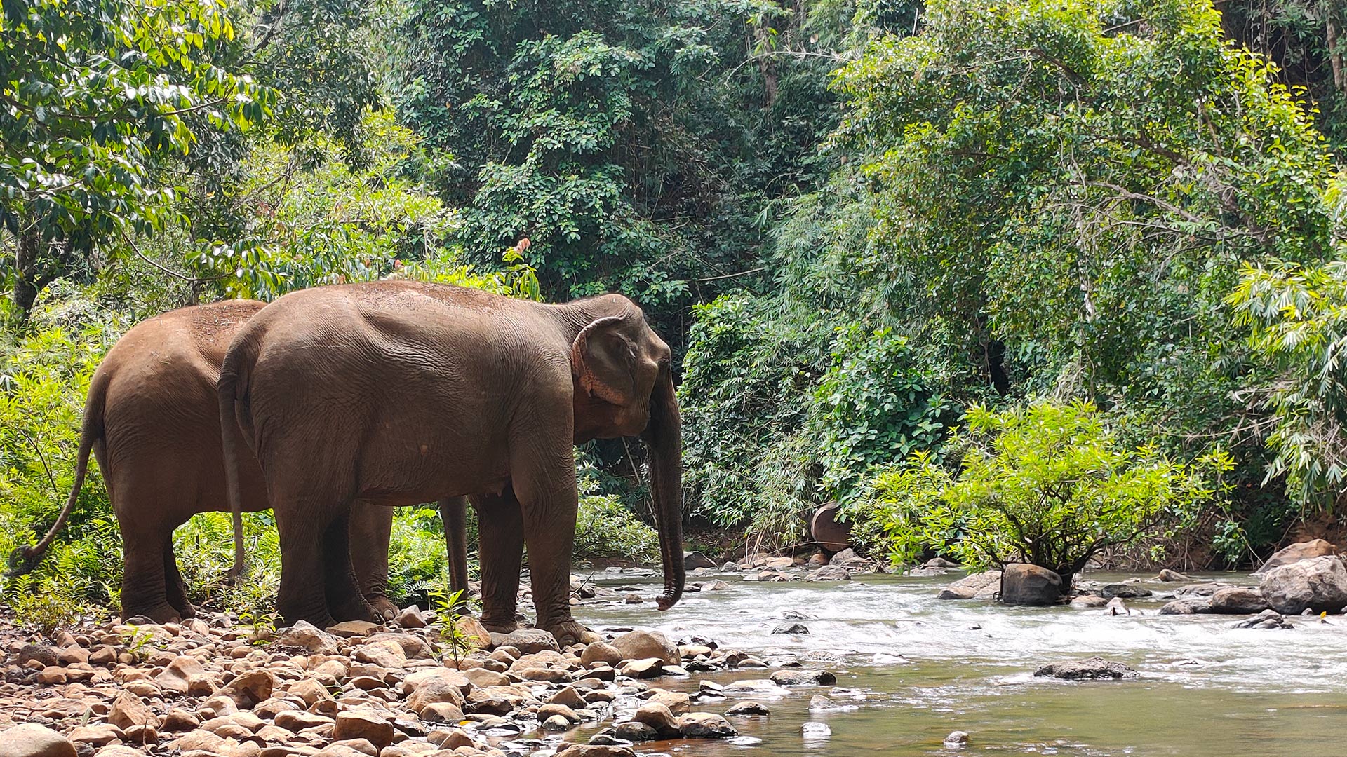 Elephant Tours - | Trekking Cambodia | Mondulkuri | Enjoy wildlife